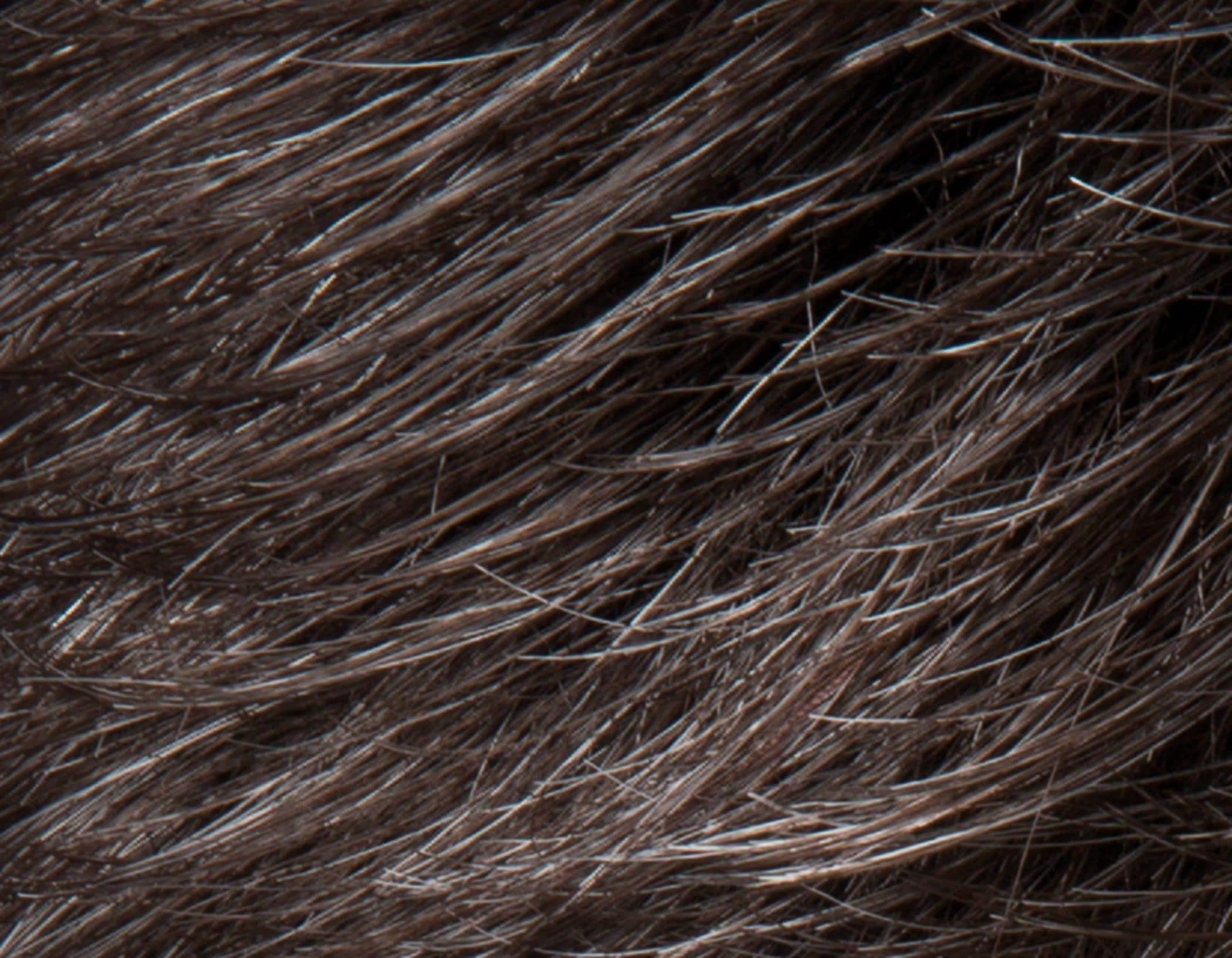 Brad Wig for Men from the Ellen Wille HAIRforMANce Collection